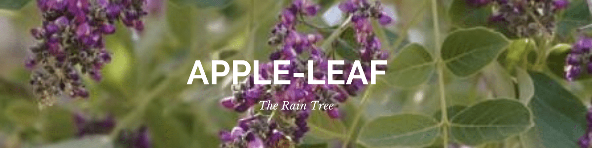 The Apple Leaf Tree | Kruger National Park Safaris - Safaria