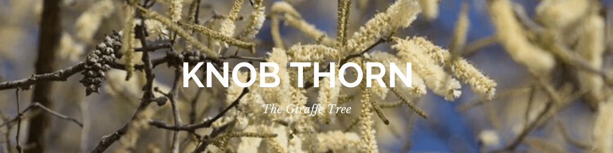 The Knob Thorn Tree | Kruger National Park Safaris - Safaria