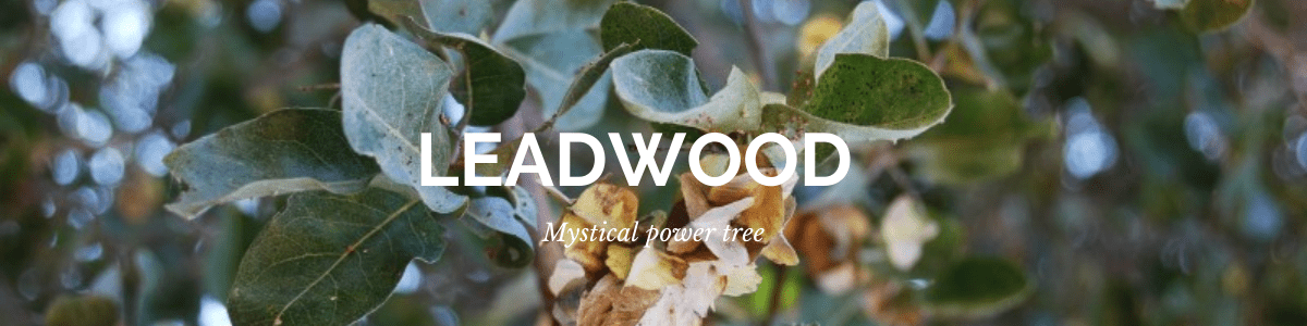 The Leadwood Tree | Kruger National Park Safaris - Safaria