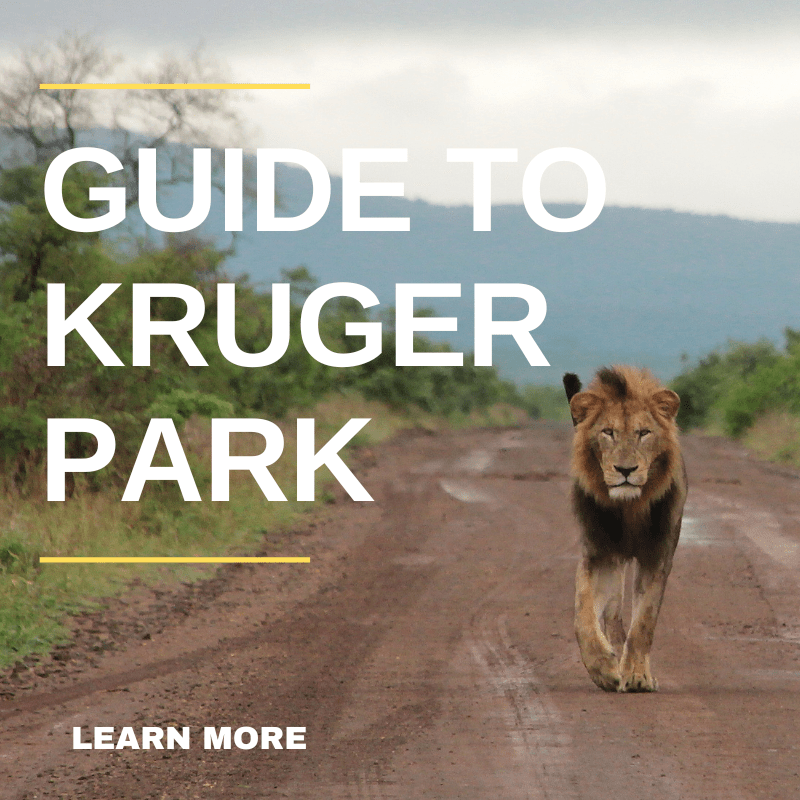 Our Guide to the Kruger National Park